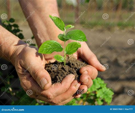 Manos Que Sostienen La Planta De Semillero Foto De Archivo Imagen De