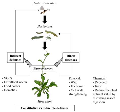 Overview Of The Plant Indirect And Direct Defenses Against Herbivorous