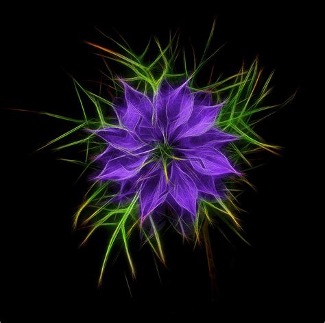 Love In A Mist Fractal 3 Purple Flowers Fractals Flower Photos