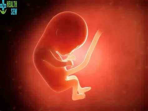 The Intrauterine Pregnancy What Every Woman Needs To Know