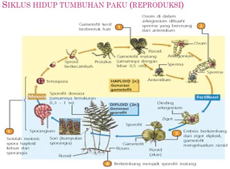 Perbedaan Reproduksi Seksual Dan Aseksual Pada Tumbuh