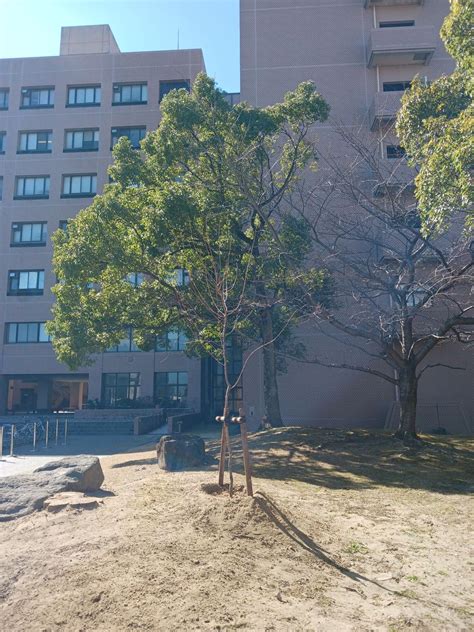 三重大学 生物資源学部・大学院生物資源学研究科 2023年2月17日 三重大学大学院生物資源学研究科 100 周年を記念して植樹式・講演会