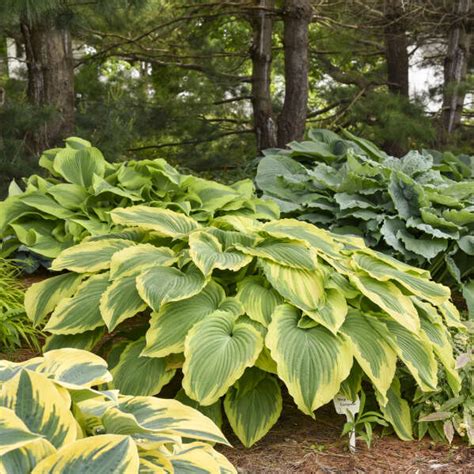 Hosta Drop Dead Gorgeous Pp33318 Walters Gardens Inc