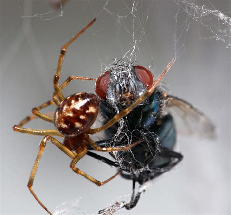 oliver timmermann griesheim spinne fliege 2 warning mysql