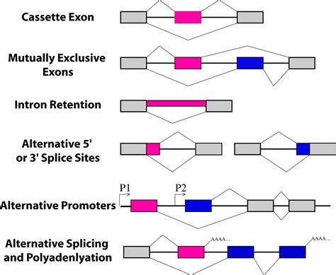 Alternative Splicing In C Elegans