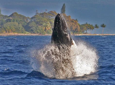 Humpback Whale Watching From Molokai Hawaii