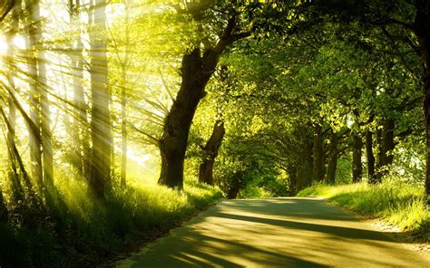 Lever Du Soleil Le Printemps La Forêt Les Arbres La Route Fonds D