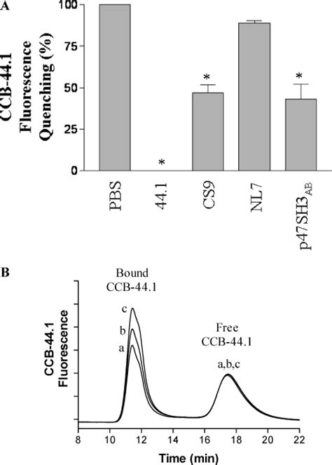 Binding Of Both Mab Cs9 And The P47 Phox Sh3 Domains Induces