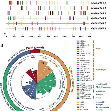 Identification Of Cis Acting Elements In Osduf568 Genes A Distribution