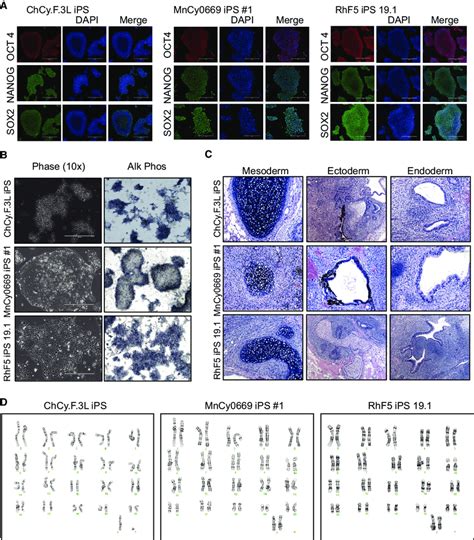 Generation And Characterization Of Primate Ipscs A Expression Of