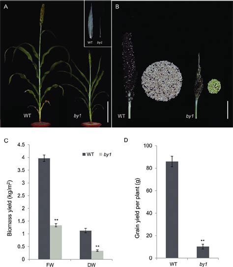 Biomass Production And Grain Yield In Wild Type Sorghum And The By1