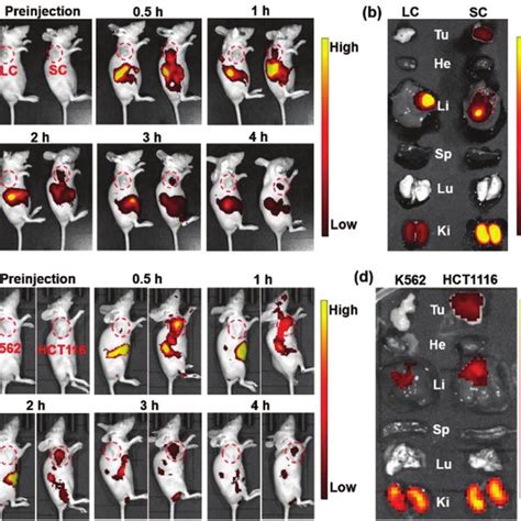 In Vivo Optical Imaging Of Hct116 Tumor Bearing Mice And K562