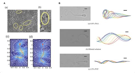 Different Waveforms In Different Environments A A B Bull Sperm