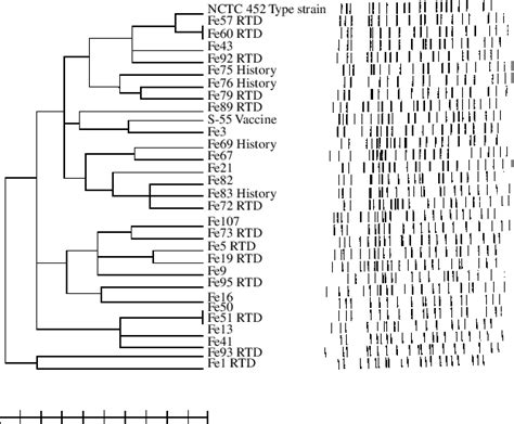 Dendrogram Obtained Using Average Linkage Cluster Analysis Of