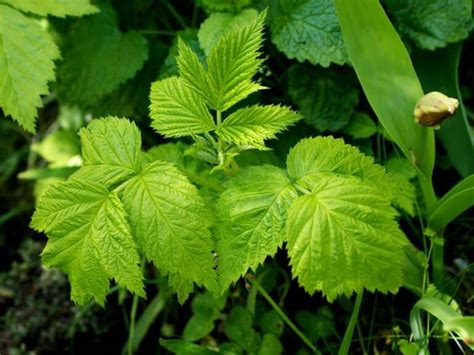 Why Raspberry Plant Leaves Curl And How To Fix It – Couch To Homestead