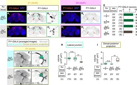 Sex Determining Genes Distinctly Regulate Courtship Capability And