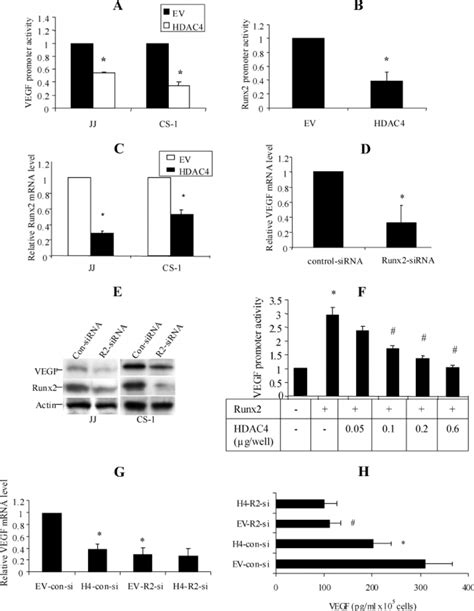 Hdac4 Regulates Vegf Through Runx2 A Vegf Promoter Activity After