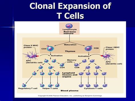 Ppt Immune System Powerpoint Presentation Free Download Id 1352826