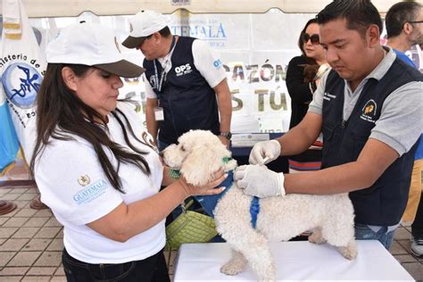 Jornada De Vacunación Gratuita Para Perros Y Gatos En Noviembre