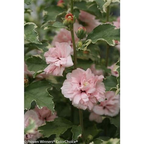 Proven Winners 2 Gal Sugar Tip Rose Of Sharon Hibiscus Shrub With