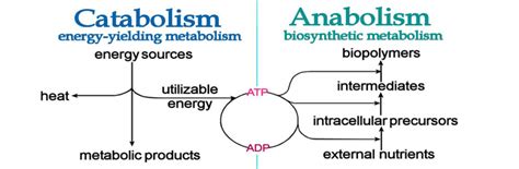 anabolic vs catabolic