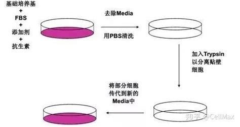 如何做好细胞培养？这些“秘籍”不容错过！ 知乎