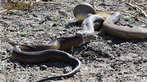 police hunt for 9 foot python that could eat a human loose in british