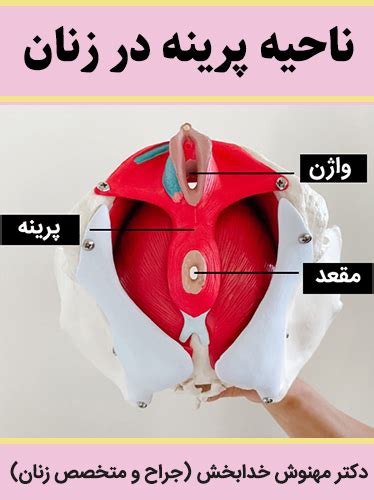 پرینوپلاستی در رشت هزینه دکتر مهنوش خدابخش