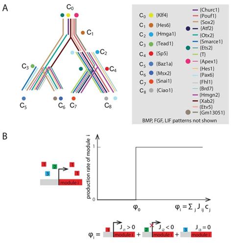 Figures And Data In Dynamics Of Embryonic Stem Cell Differentiation