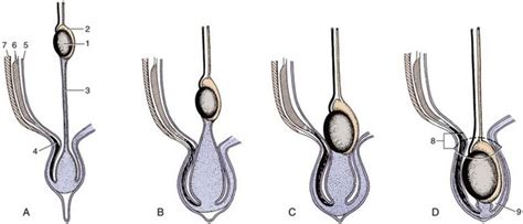 Lab 2 Reproductive System Descent Of The Testis Diagram Quizlet
