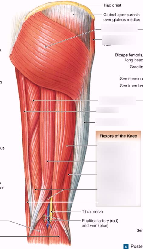 Muscles That Move The Leg Posterior Diagram Quizlet