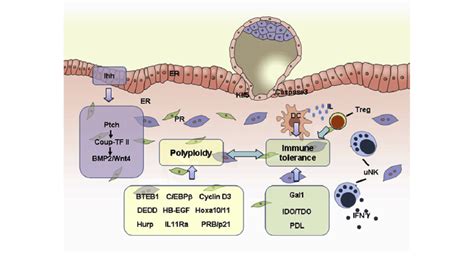 Factors Governing Decidualization And Immune Tolerance After Embryo