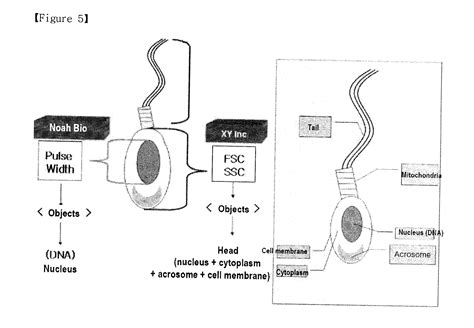 patent us20100167336 parameter for x and y chromosome bearing sperm