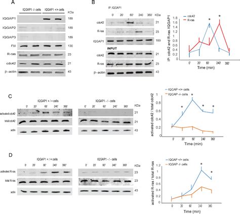 Flightless Anchors Iqgap1 And R Ras To Mediate Cell Extension Formation