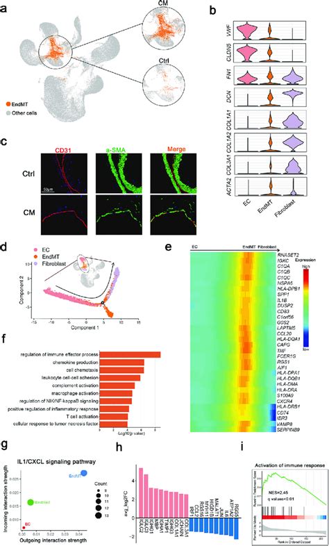 Endothelial To Mesenchymal Transition Cell Cluster A Umap Plot For Download Scientific Diagram