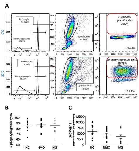 Neutrophil Phagocytic Capacity 171 Using Phagotest Tm The Phagocytic