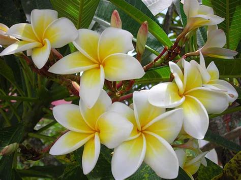 Close Up Photos Of Flowers In Cambodia