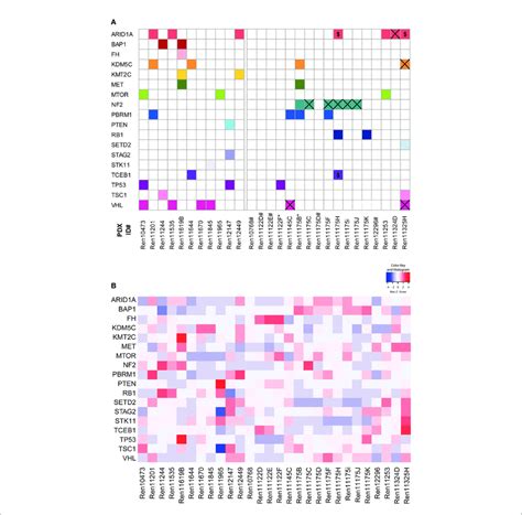 Somatic Mutation Analysis In Rcc Pdx Models And Expression Of Mutated