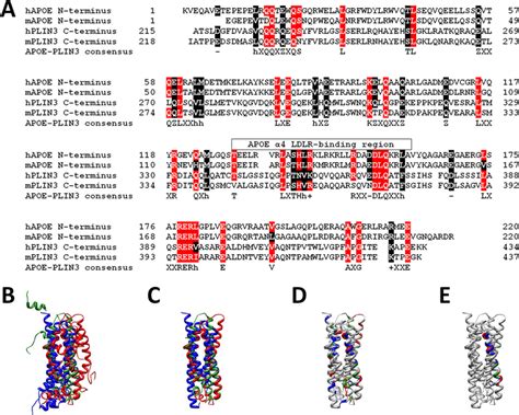 Sequence And Structure Similarity Between Apolipoprotein E And