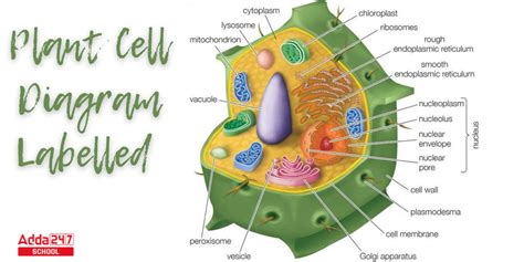 Plant Cell Definition Structure Function Diagram And Types