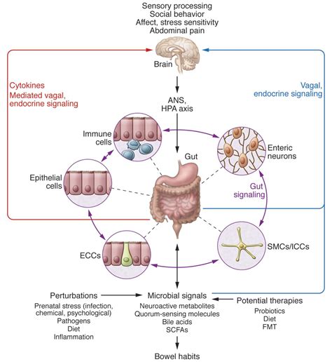 4 2 Gut Microbiome And The Brain Neuroscience Canadian 1st Edition