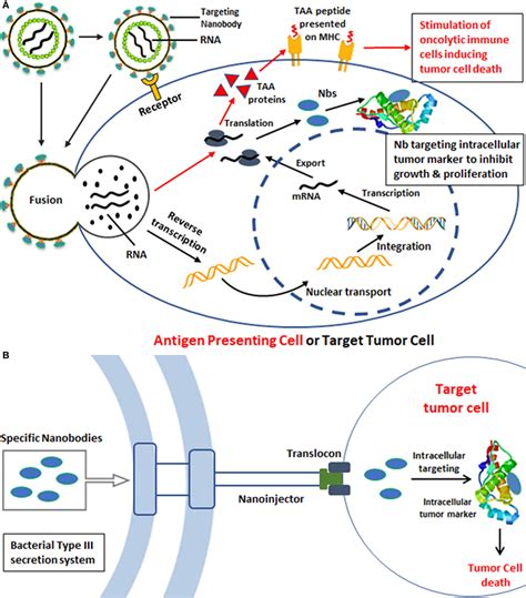 Frontiers Nanobody Based Delivery Systems For Diagnosis And Targeted