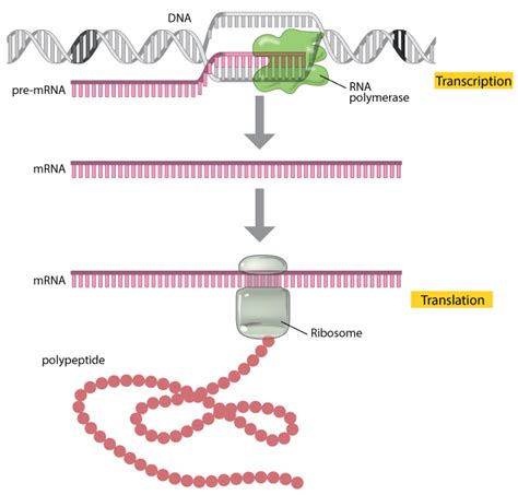 Translation Dna To Mrna To Protein Learn Science At Scitable