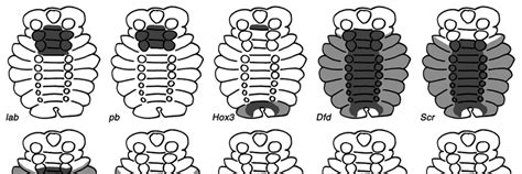 Schematic Summary Of Hox Gene Expression In Glomeris Please Note That