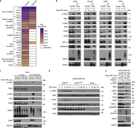 Tbk1 And Ikkε Prevent Tnf Induced Cell Death By Ripk1 Phosphorylation