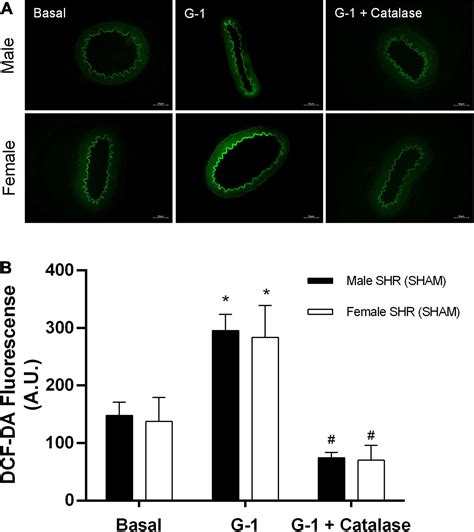 Frontiers Sex Differences In The Vasodilation Mediated By G Protein