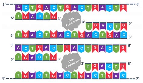 1 4 Pcr Y Electroforesis En Gel Libretexts Español