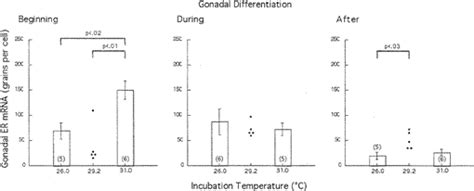 Temperature Dependent Sex Determination The Interplay Of Steroid
