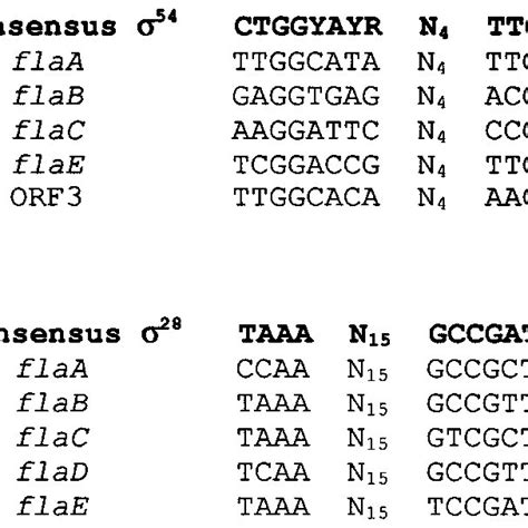 Dna Sequence Alignment Of The Potential 28 And 54 Promoter Consensus