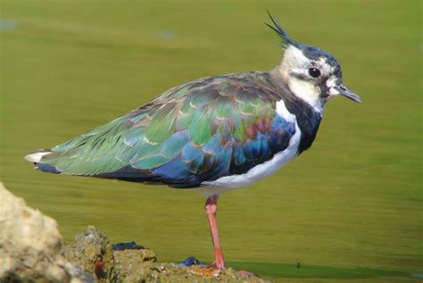 Bures Observation Des Oiseaux De Létang De Parroy Organisée Par La Lpo 54